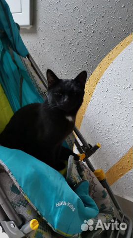 Черный котенок