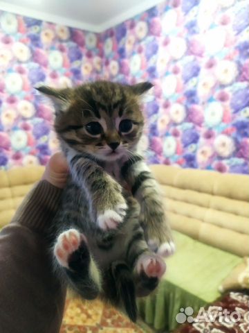 Котятки в дар