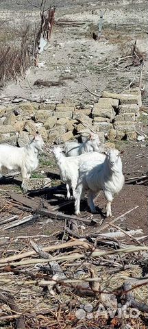 Продам козлов