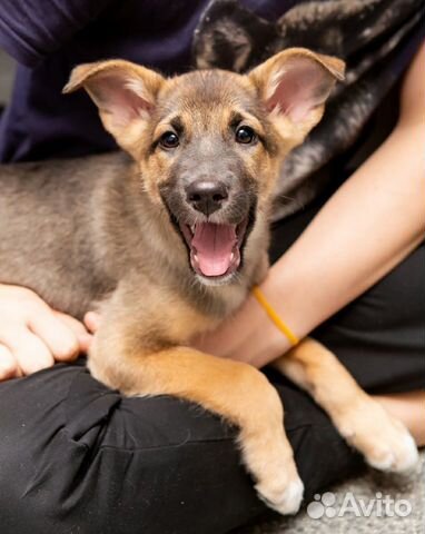 Крутой Гриша ищет родителей