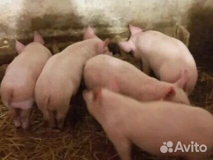 Поросята