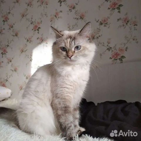 Замурчательная кошечка ищет кота для вязки
