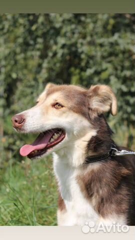 Я шоколадный носик