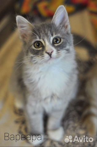 Варвара любопытный носик