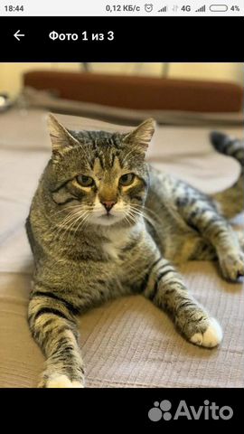 Кот Барсик тебя ищут, отзовись