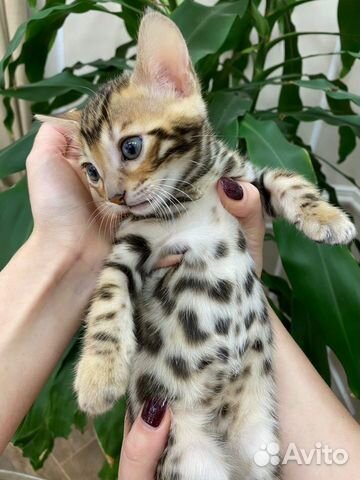 Бенгальская