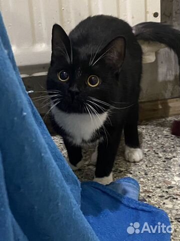 Кошка 7 мес