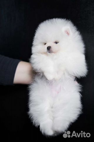 Щенок Померанского шпица