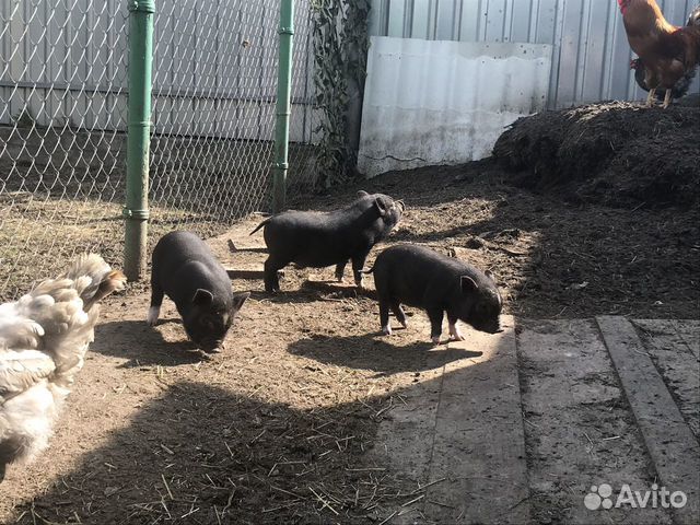Вьетнамские поросята