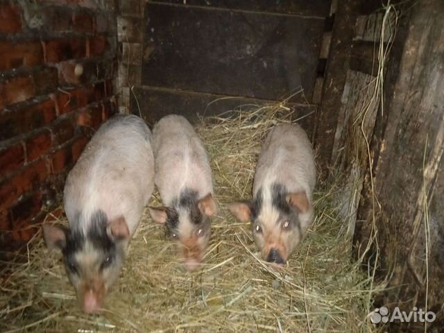 Поросята ландрас