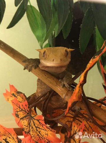 Реснитчатый бананоед