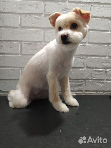 Собака в добрые руки смесь шпица и йоркширский тер