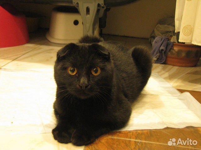 Был найден чёрный вислоухий кот