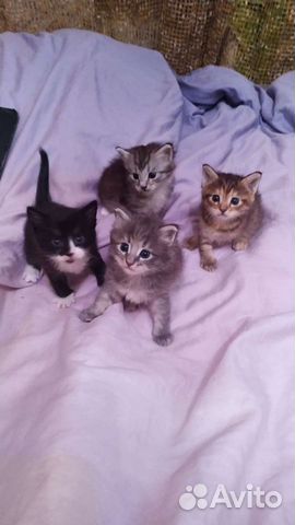 Кошки в добрые руки бесплатно