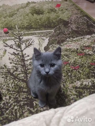 Сибирский котик