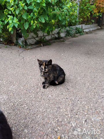 Кошка