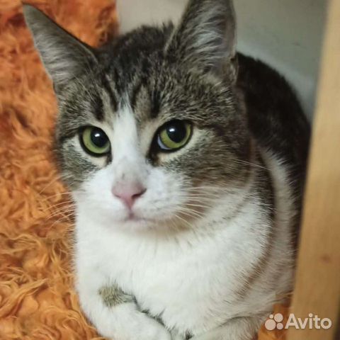 Молодая кошечка ищет дом