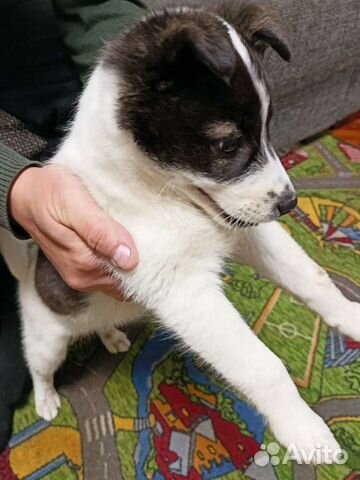 3 месяца щенку "сучка". Добрая, с детьми ладит, ес