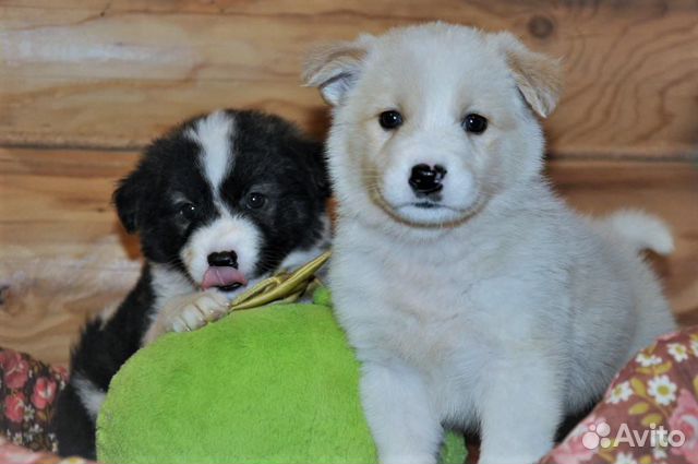 Бесподобный малыш 2 мес в добрые руки