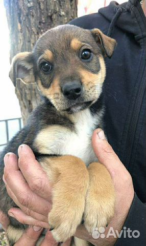 Щеночки плюшевые