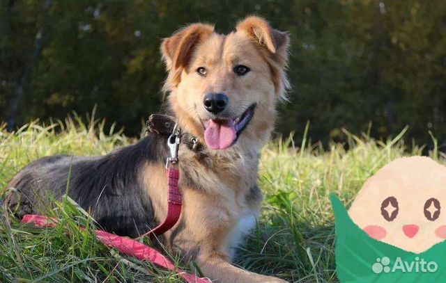 Мотя в поисках счастья