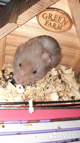 Сирийский хомяк, за шиколадку