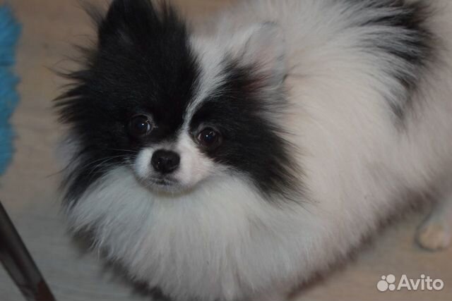 Шпиц - сказочный мальчик ждунчик