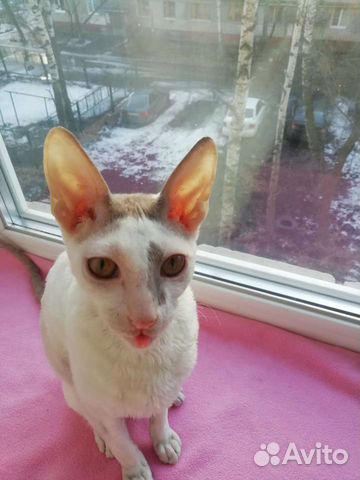 Корниш-рекс Миша