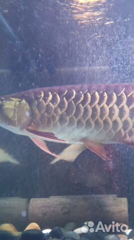 Арована Premium Cross Back Golden