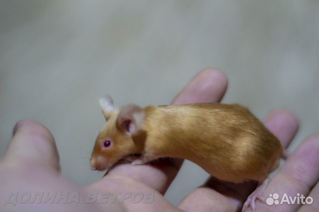 Сатиновая мышка фавн девочка