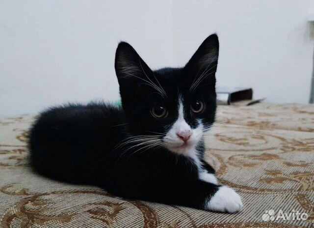 Котенок мальчик бесплатно