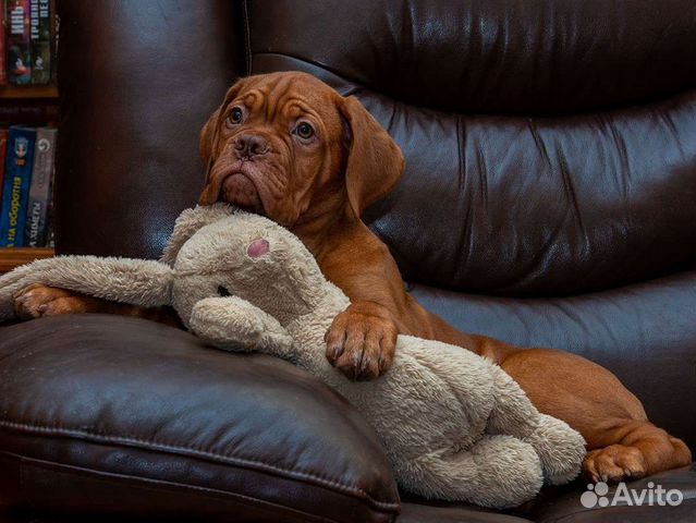 Щенки бордоского дога