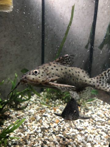 Пятнистый сом