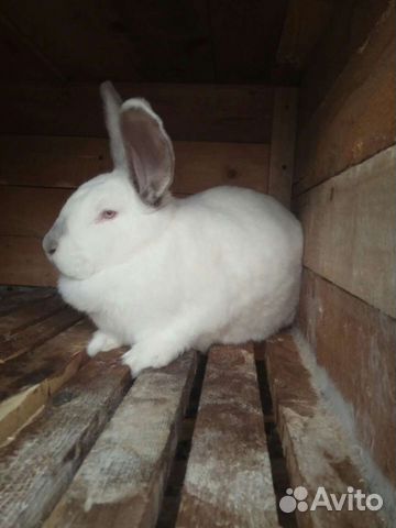 Продам кроликов, взрослых, молодняк