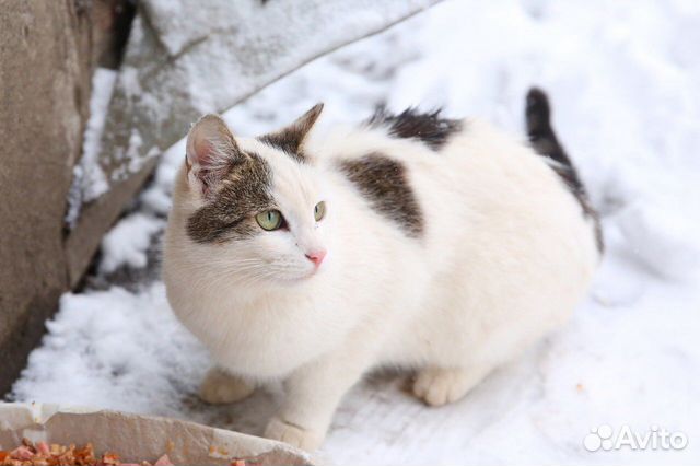 Кошка