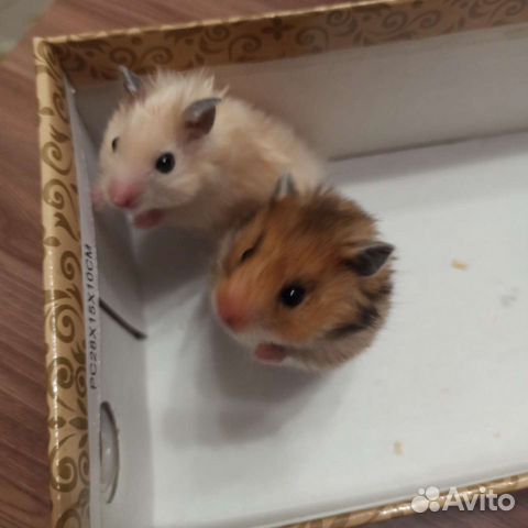 Ангорский хомяк