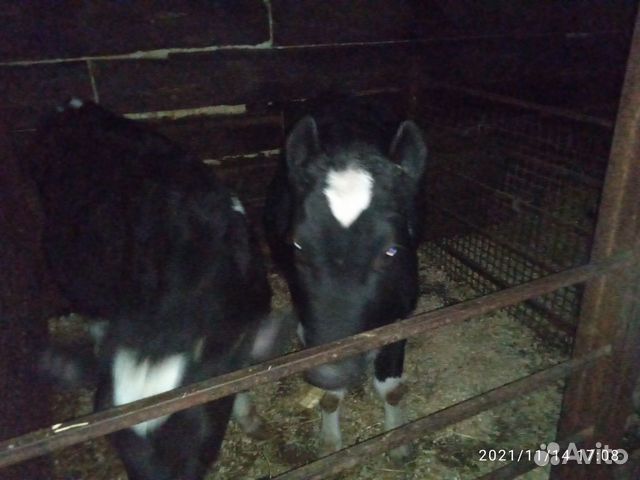 Продам тёлочек, Жеребёнка девочку породистая, козы