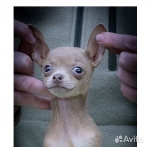 Малыш той-терьер Жорес изабелловый