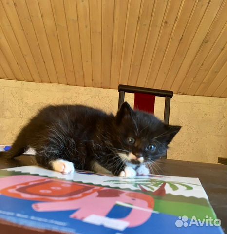 Котенок