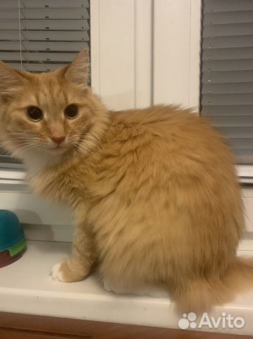 Кот