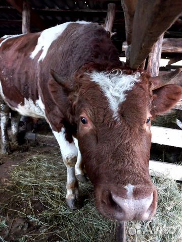 Бычки и быки на мясо