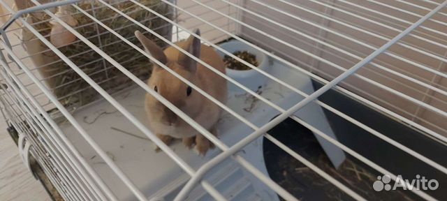 Мини кролик