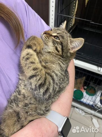 Котенок мальчик 3,5 месяца