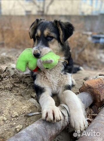 Девочка в добрые руки