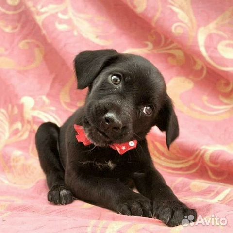 Щеночек ищет заботливых хозяев