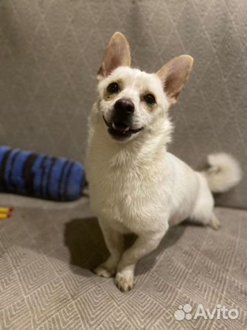 Снуппи мелкий песик ищет дом