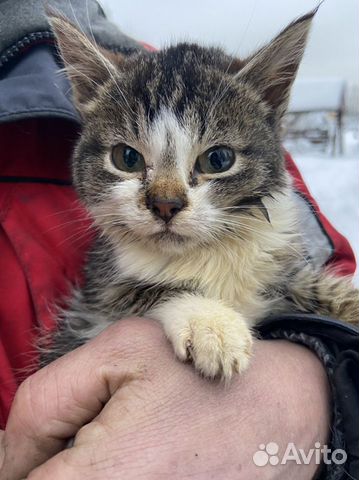 Котенок мальчик 2 месяца как рысь