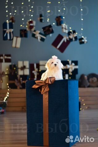 Девочка мальтезе Шоу класс