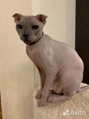 Взрослая кошка