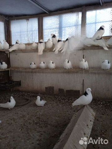 Голуби пермские гривуны